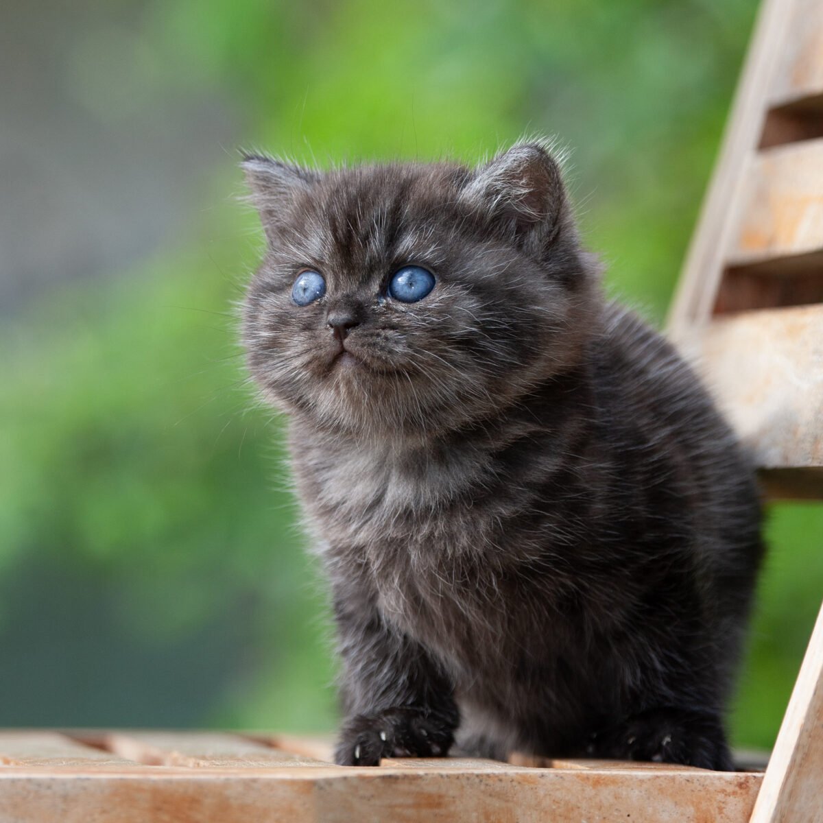 Die Britisch Kurzhaar Farben im Überblick – Britisch Kurzhaar