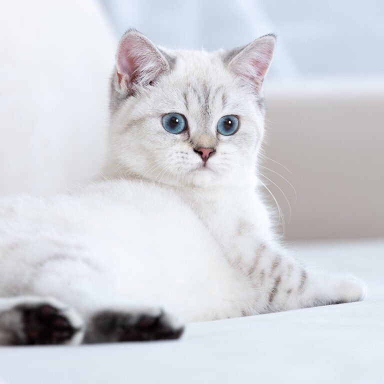 Die Britisch Kurzhaar Farben im Überblick – Britisch Kurzhaar