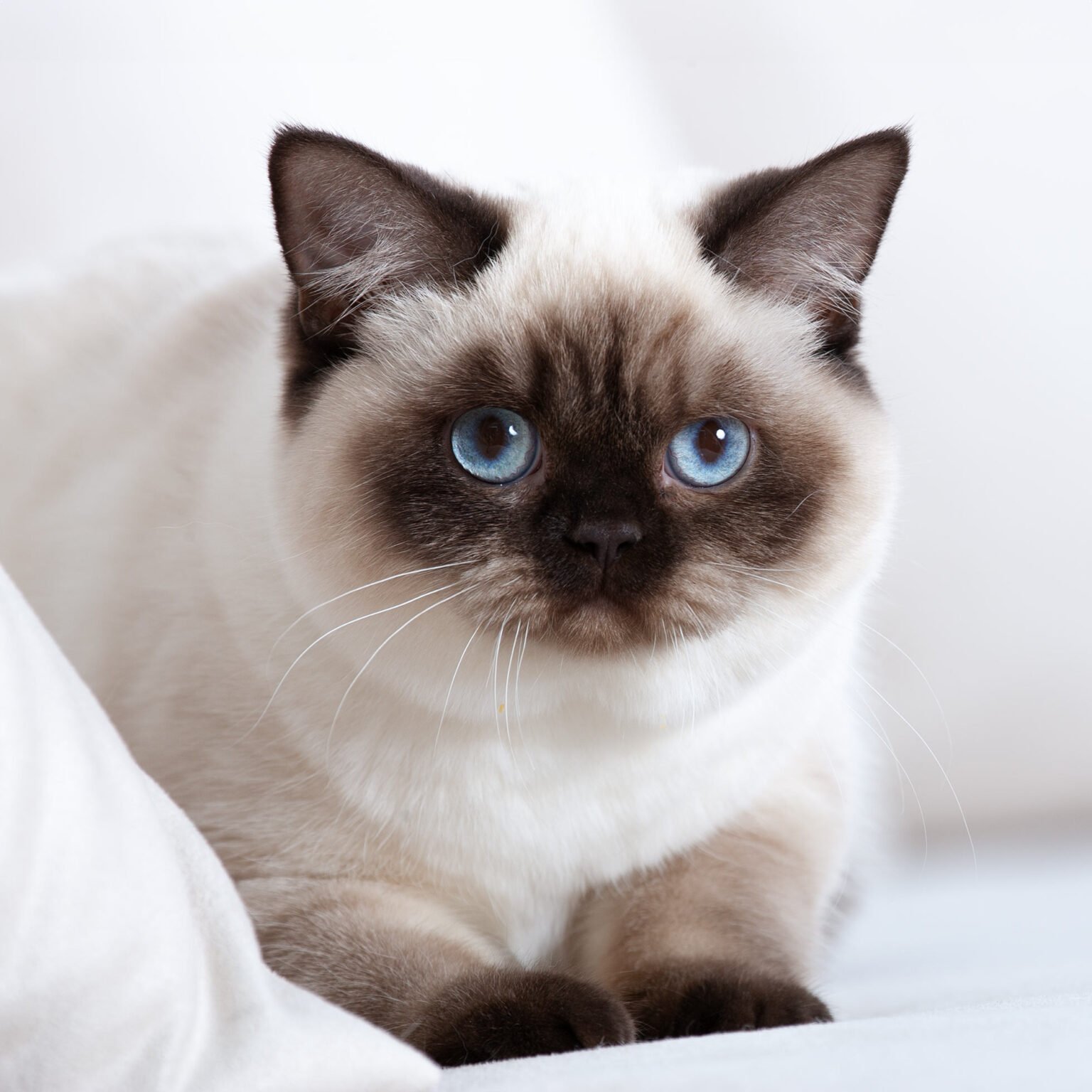 Die Britisch Kurzhaar Farben im Überblick – Britisch Kurzhaar