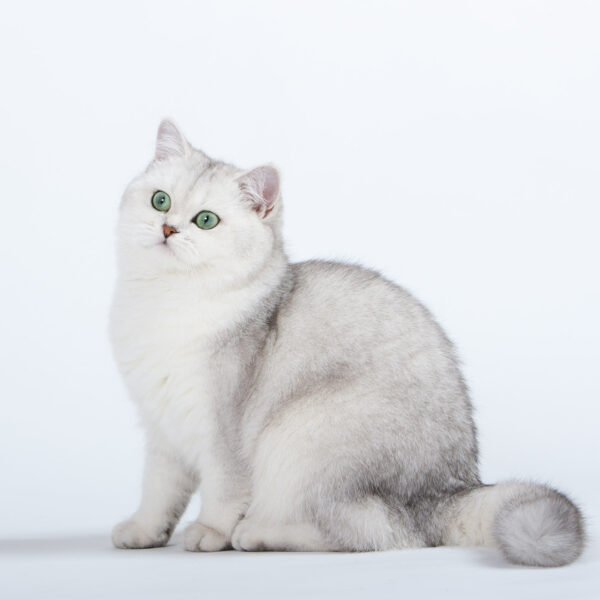 Die Britisch Kurzhaar Farben im Überblick – Britisch Kurzhaar